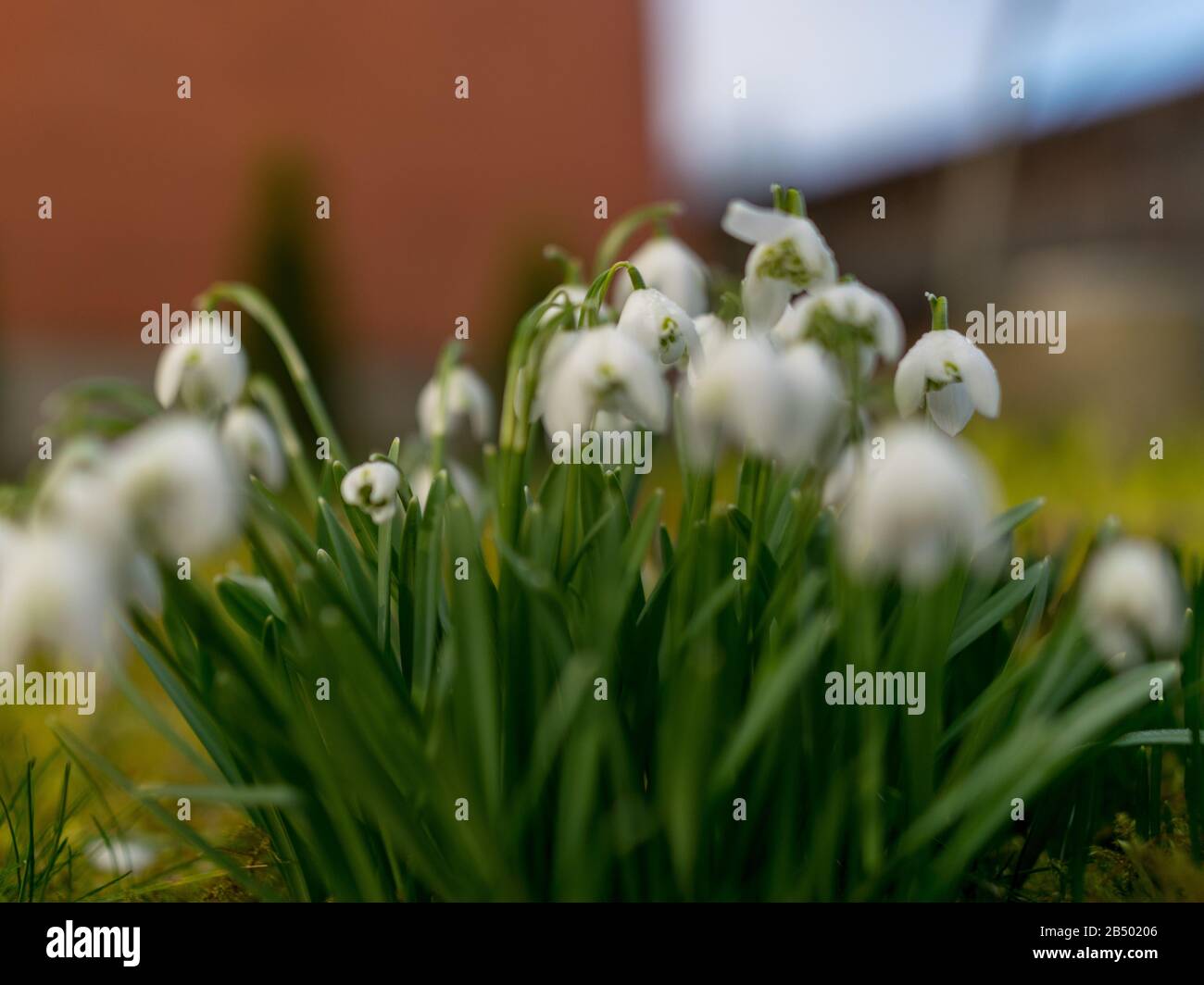 landscape with white snowdrops (galanthus), petals and leaf fragments ...