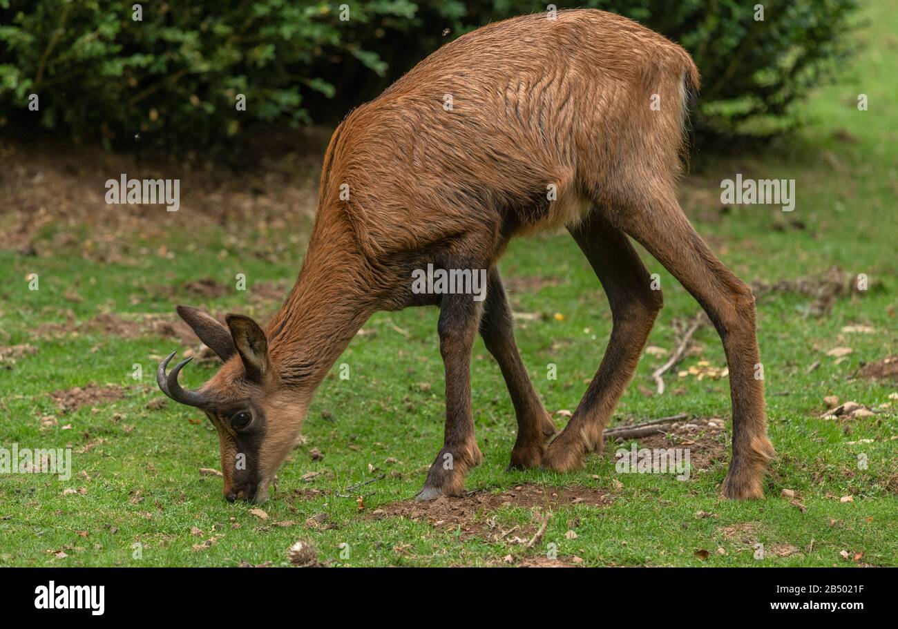 Izard hi-res stock photography and images - Alamy