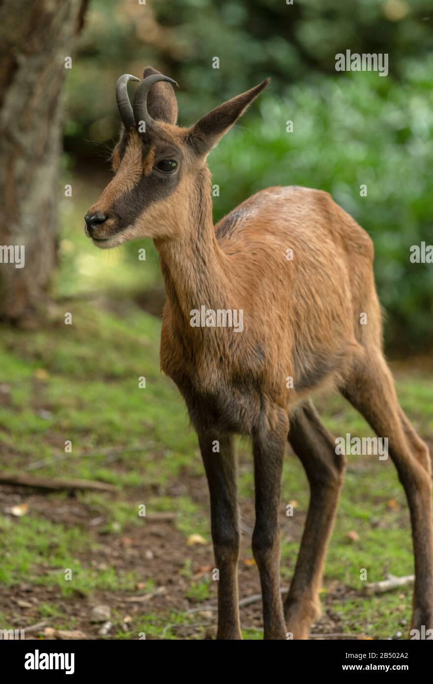 Izard hi-res stock photography and images - Alamy
