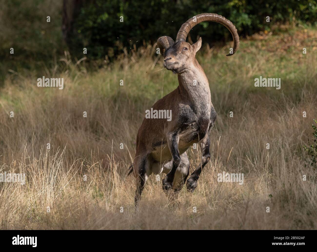 Male Pyrenean Ibex, Capra pyrenaica, in montane grassland in the ...