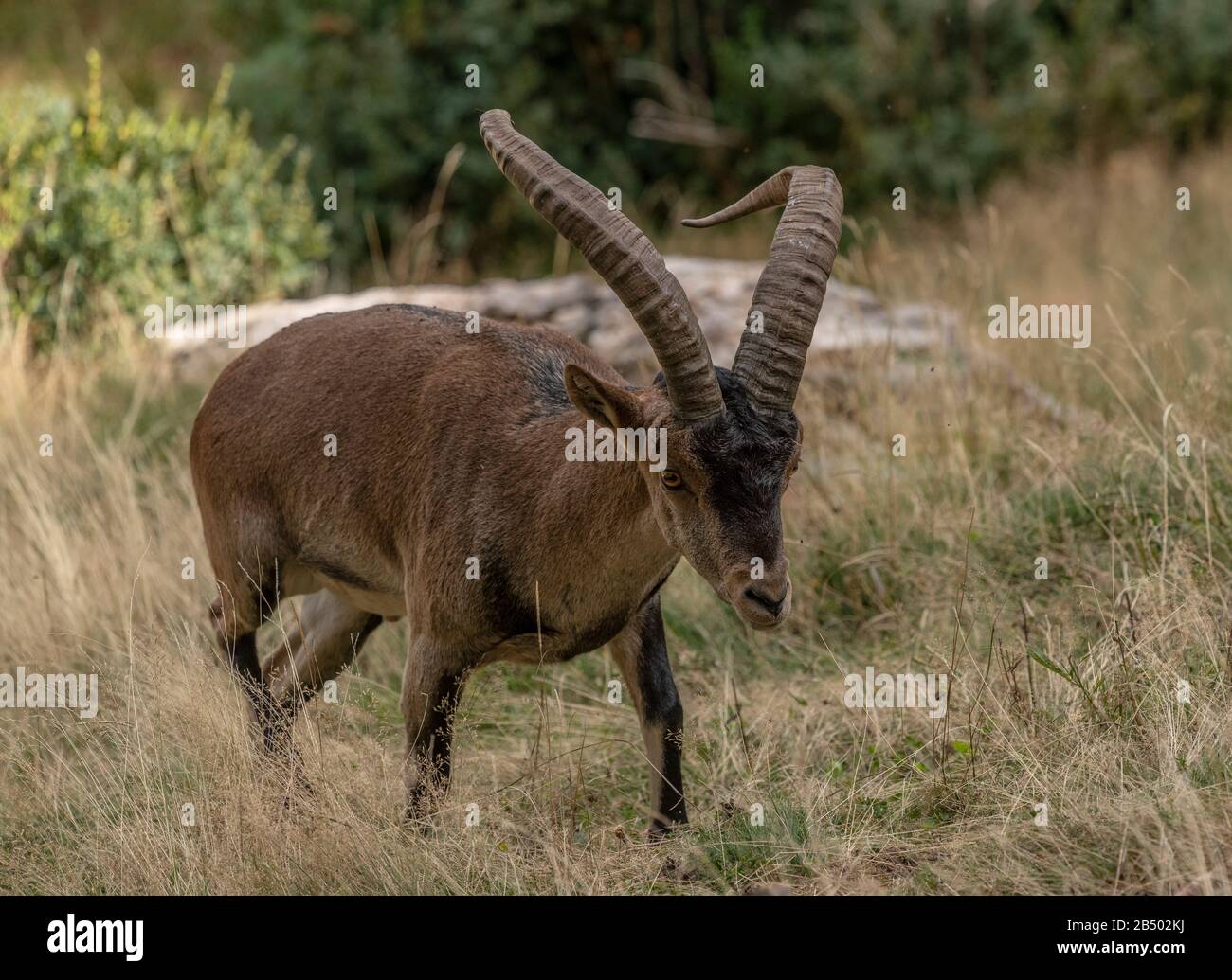 Pyrenean Ibex