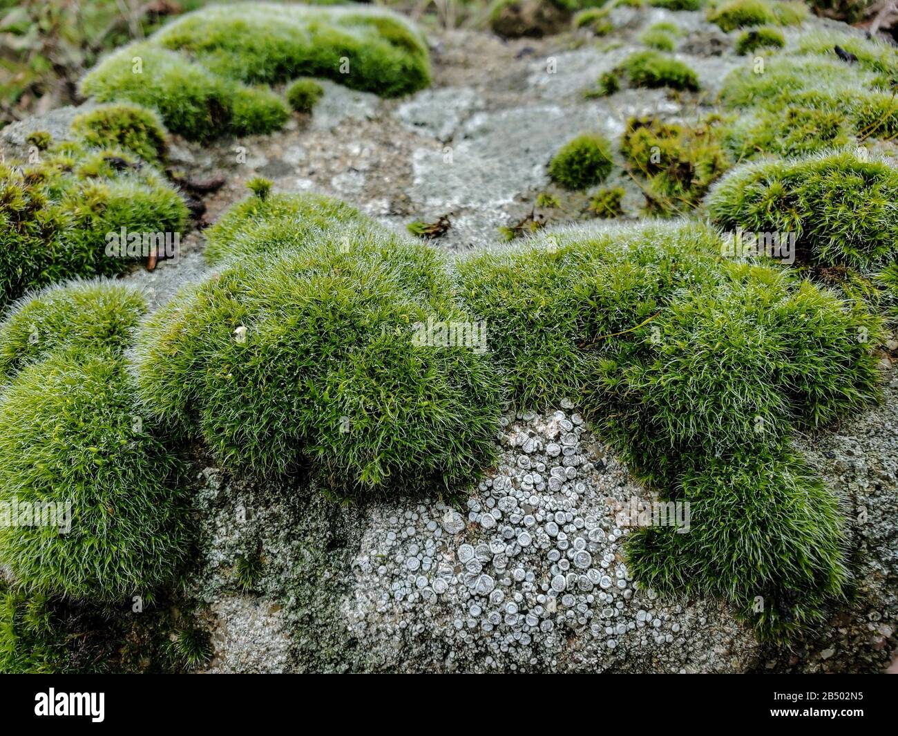 Moss species hi-res stock photography and images - Alamy