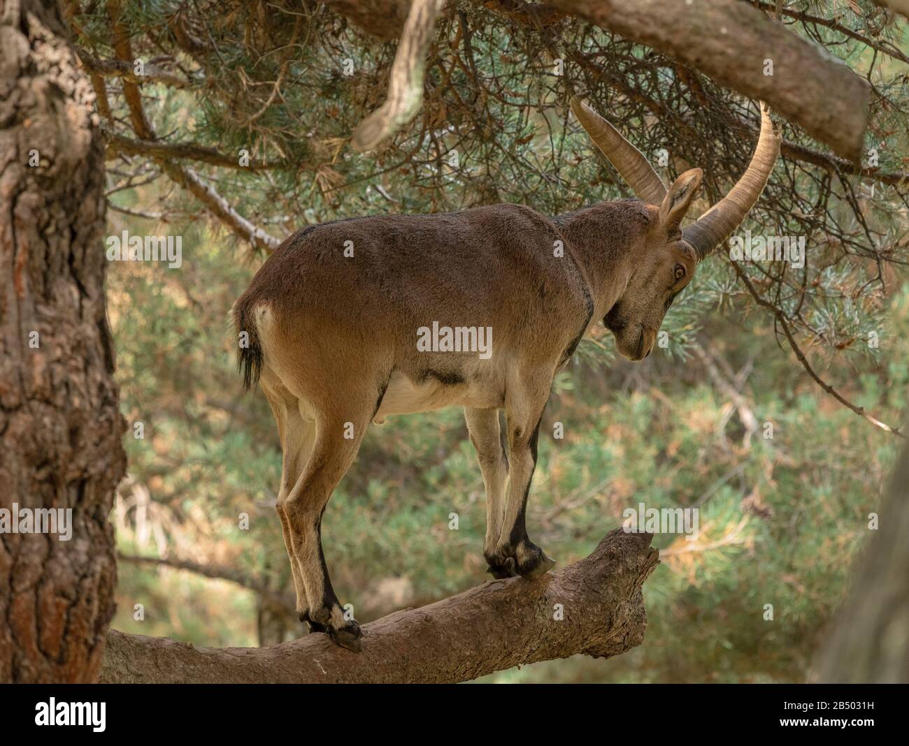 Male Pyrenean Ibex, Capra pyrenaica, in pine tree, in the pyrenees ...