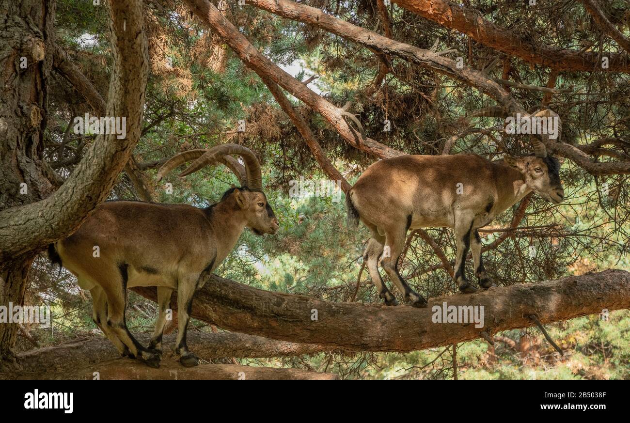 Male Pyrenean Ibex, Capra pyrenaica, in pine tree, in the pyrenees ...
