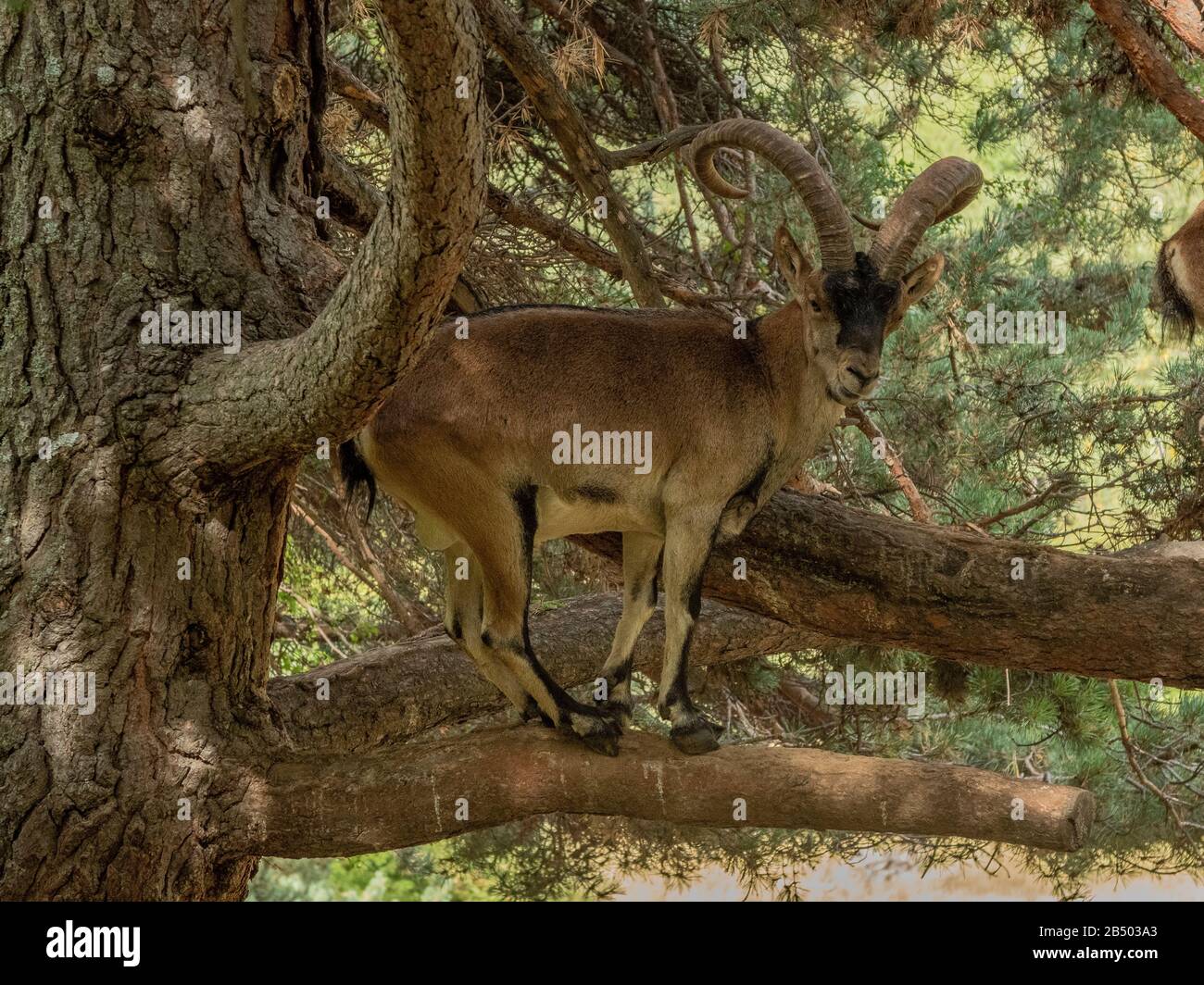 Male Pyrenean Ibex, Capra pyrenaica, in pine tree, in the pyrenees ...