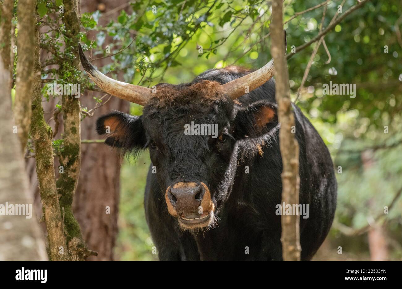 Domestic cattle bos hi-res stock photography and images - Alamy