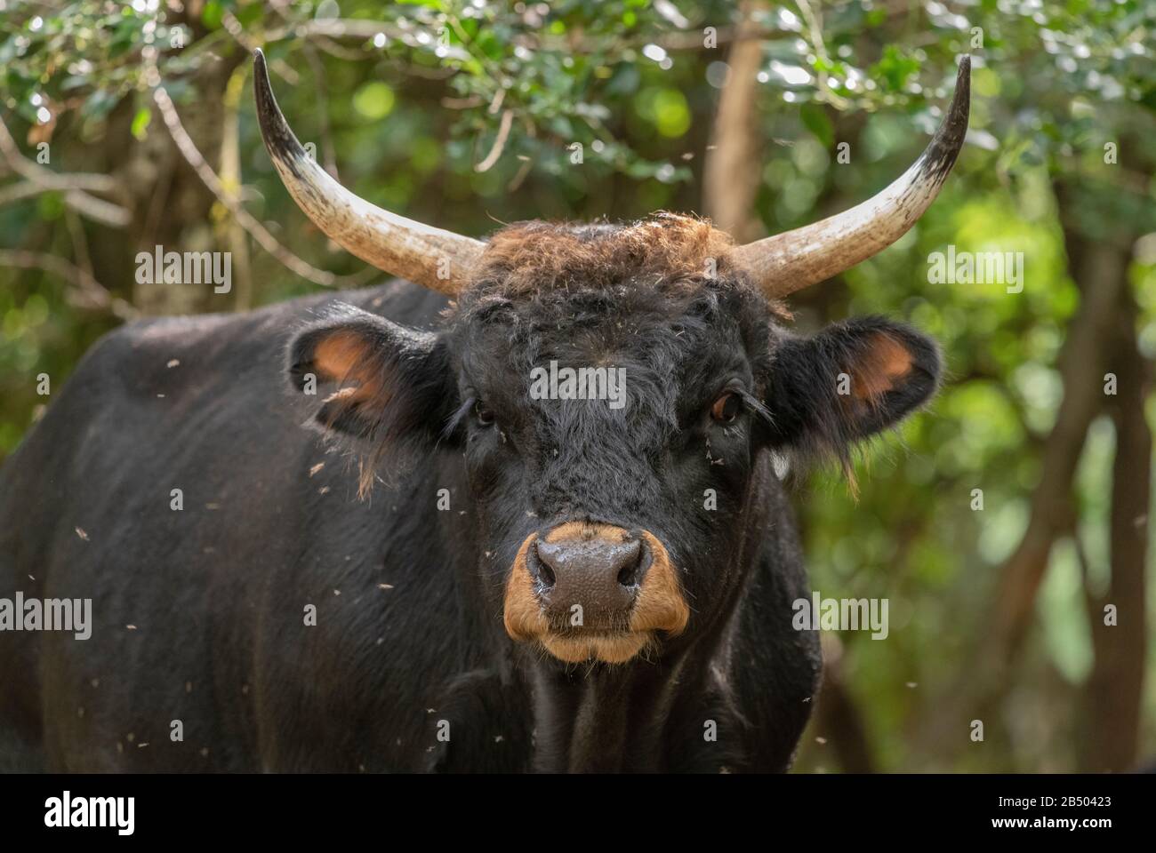 Bos taurus taurus hi-res stock photography and images - Alamy