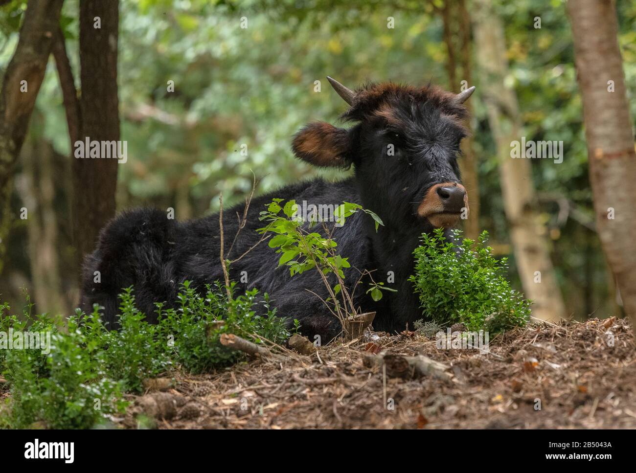 Domestic cattle bos hi-res stock photography and images - Alamy