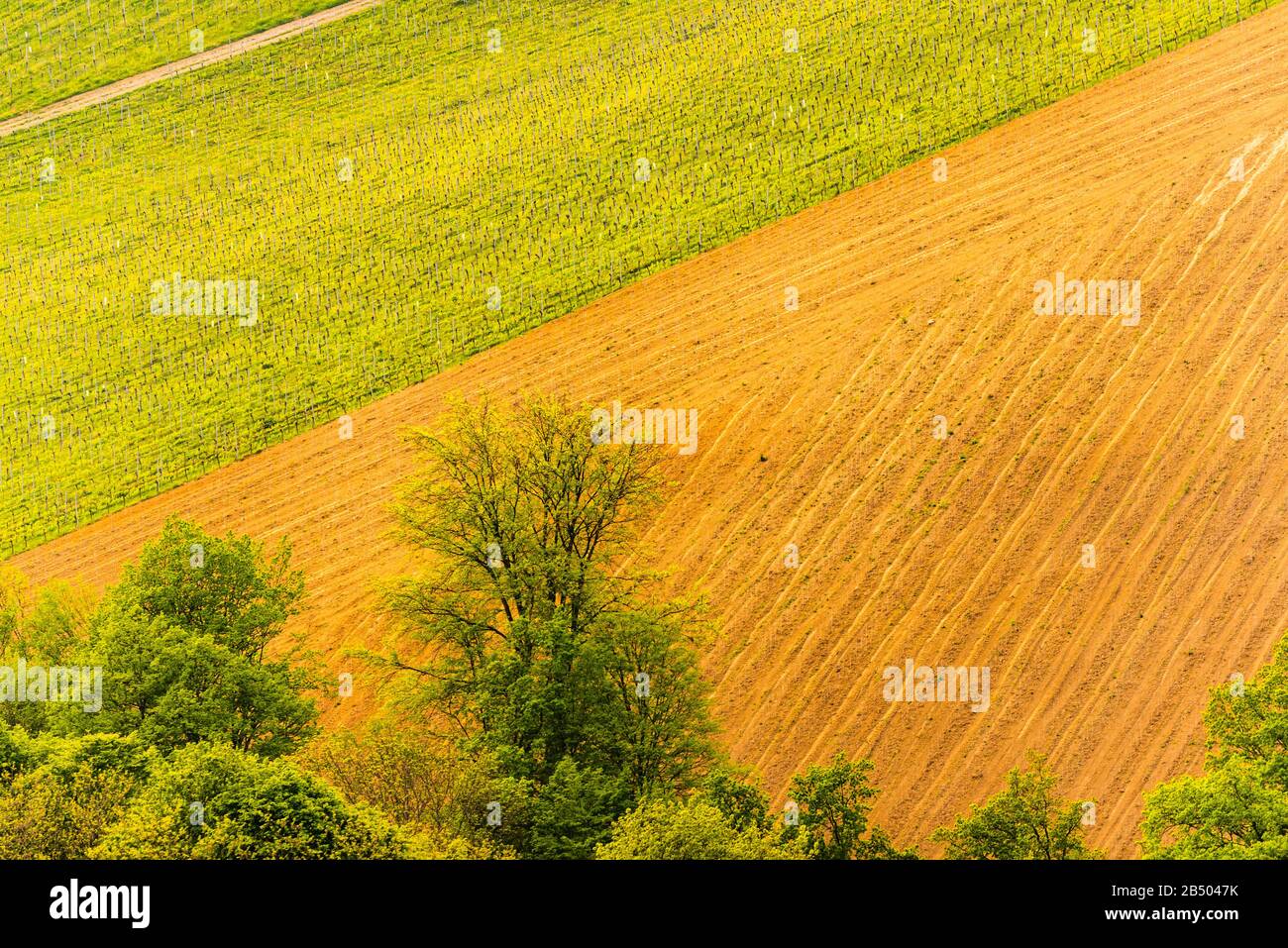 Austria Vineyards Sulztal wine street area south Styria , wine country ...