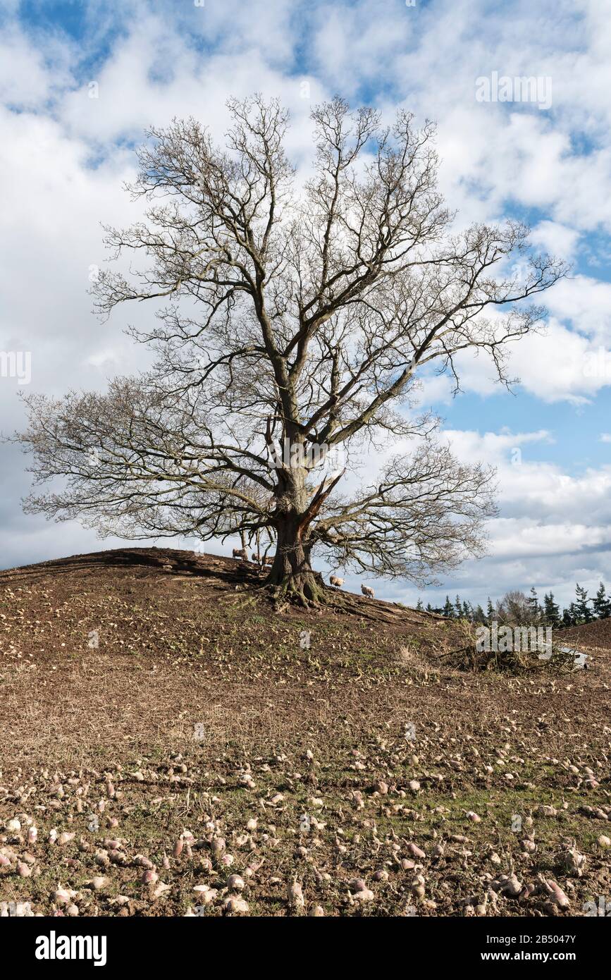 Sheep eating fodder beet in early March, in a muddy Herefordshire field ...