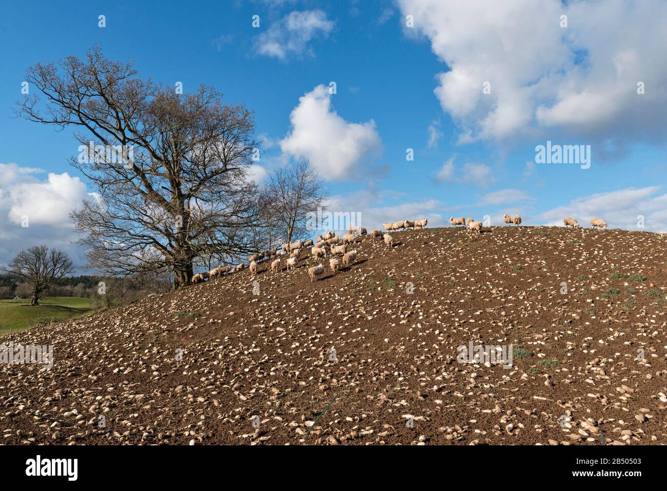Fodder Beet High Resolution Stock Photography and Images - Alamy