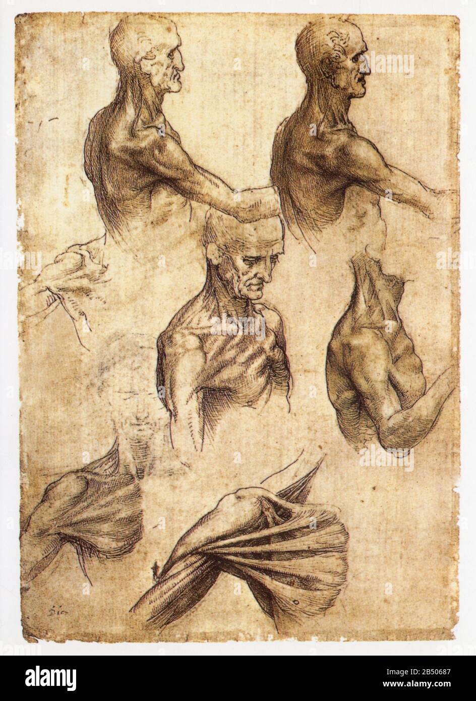 Leonardo da Vinci.Muscles of the neck,shoulder and chest in action.1508 ...