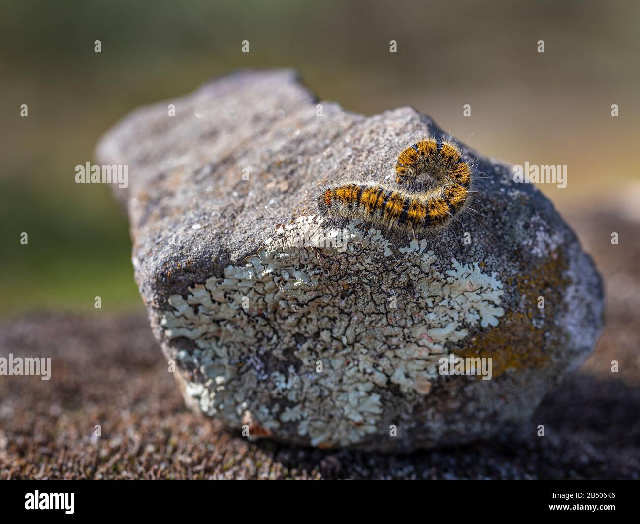 Silver spotted skipper caterpillar hi-res stock photography and images ...