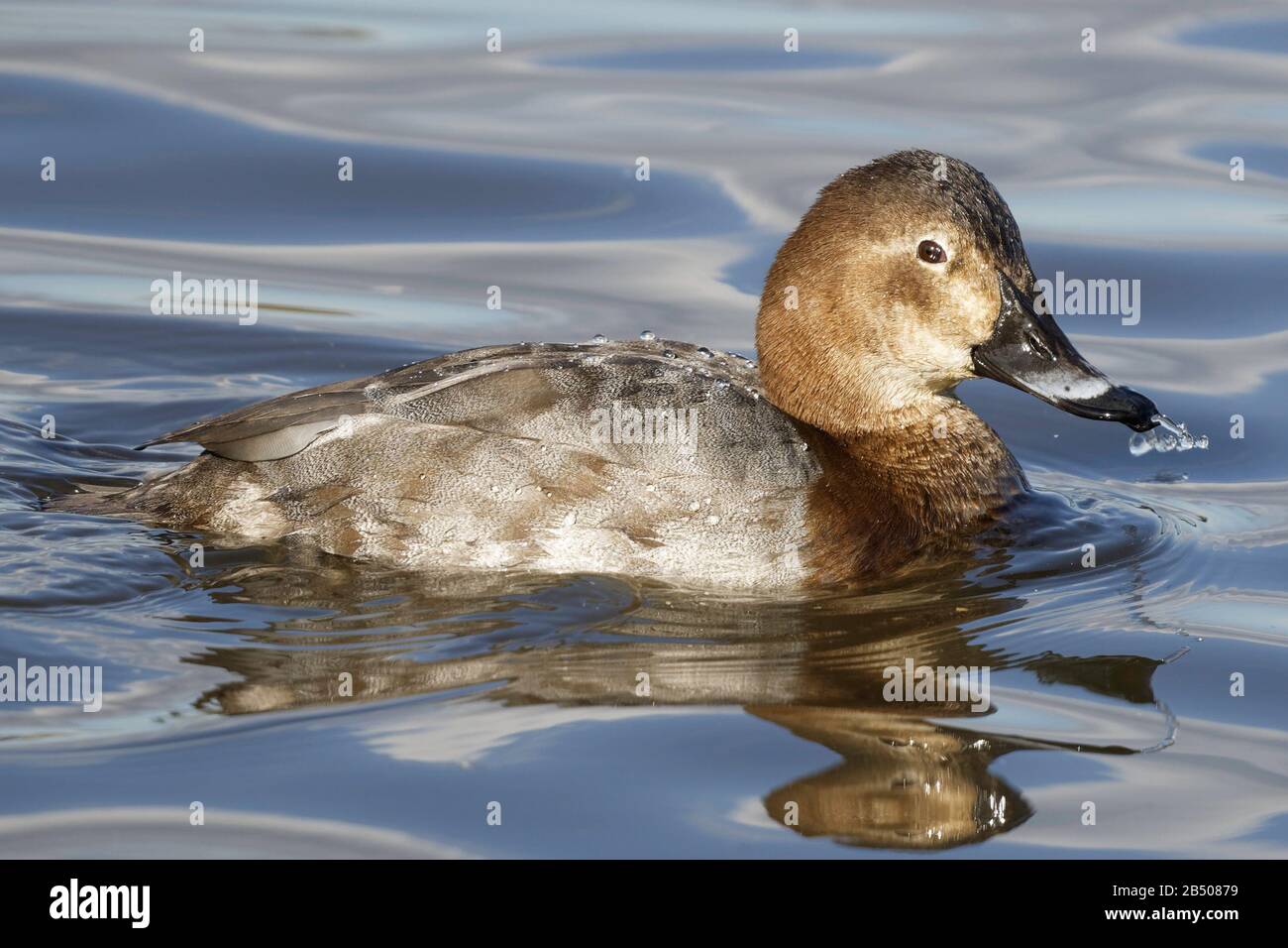Female common pochard Stock Photo - Alamy