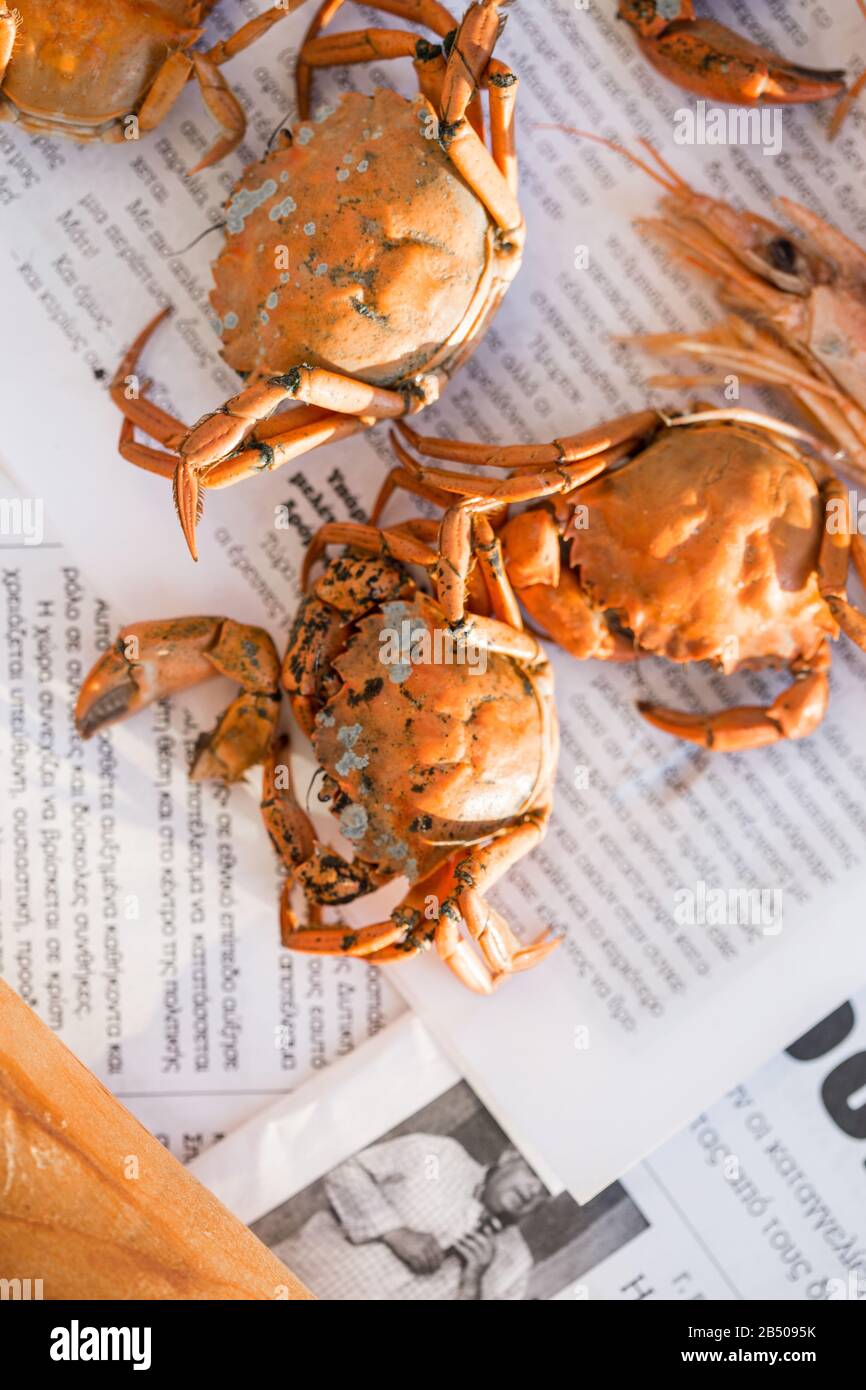 boiled crab background. boiled stone Crab body builder. Cheliped of the ...