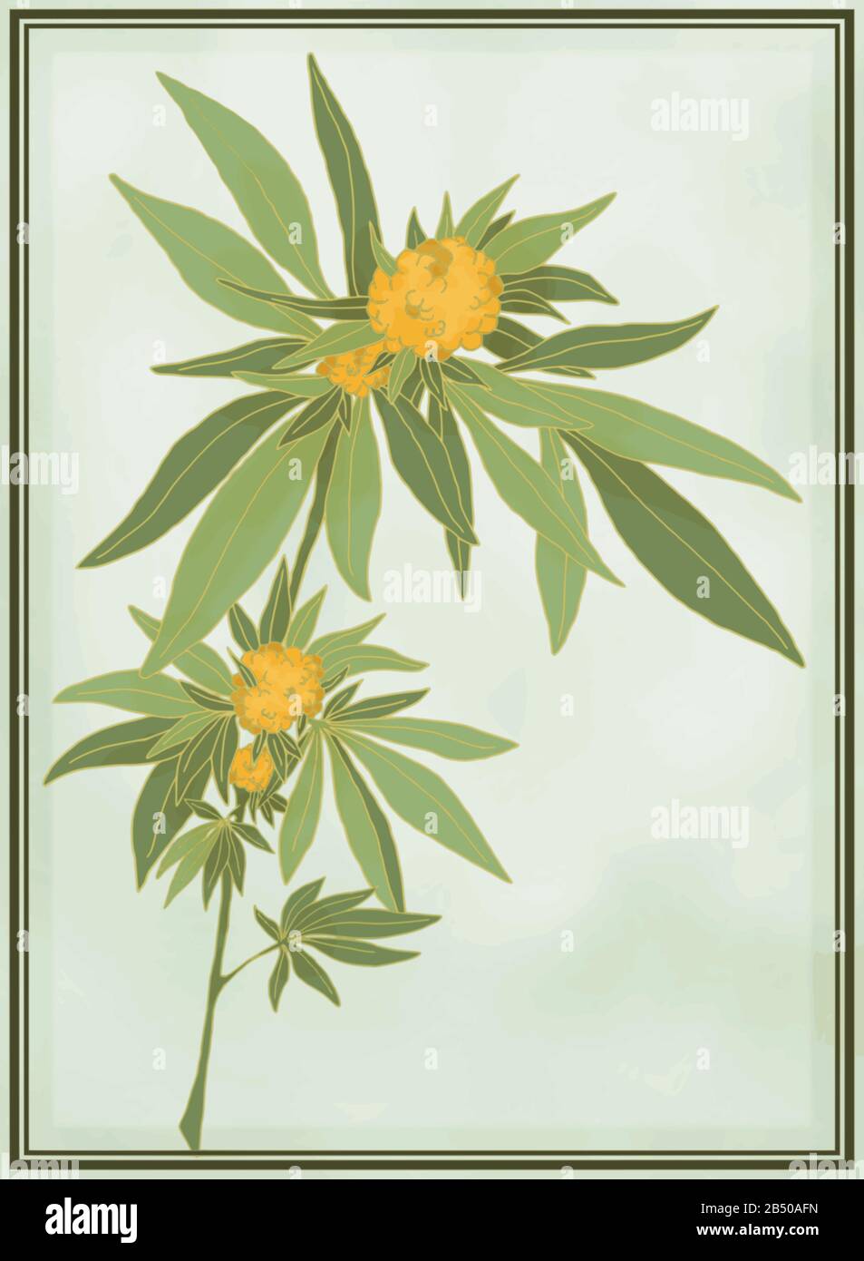 Antique botanical illustration of Cannabis Sativa plant. Vector art ...