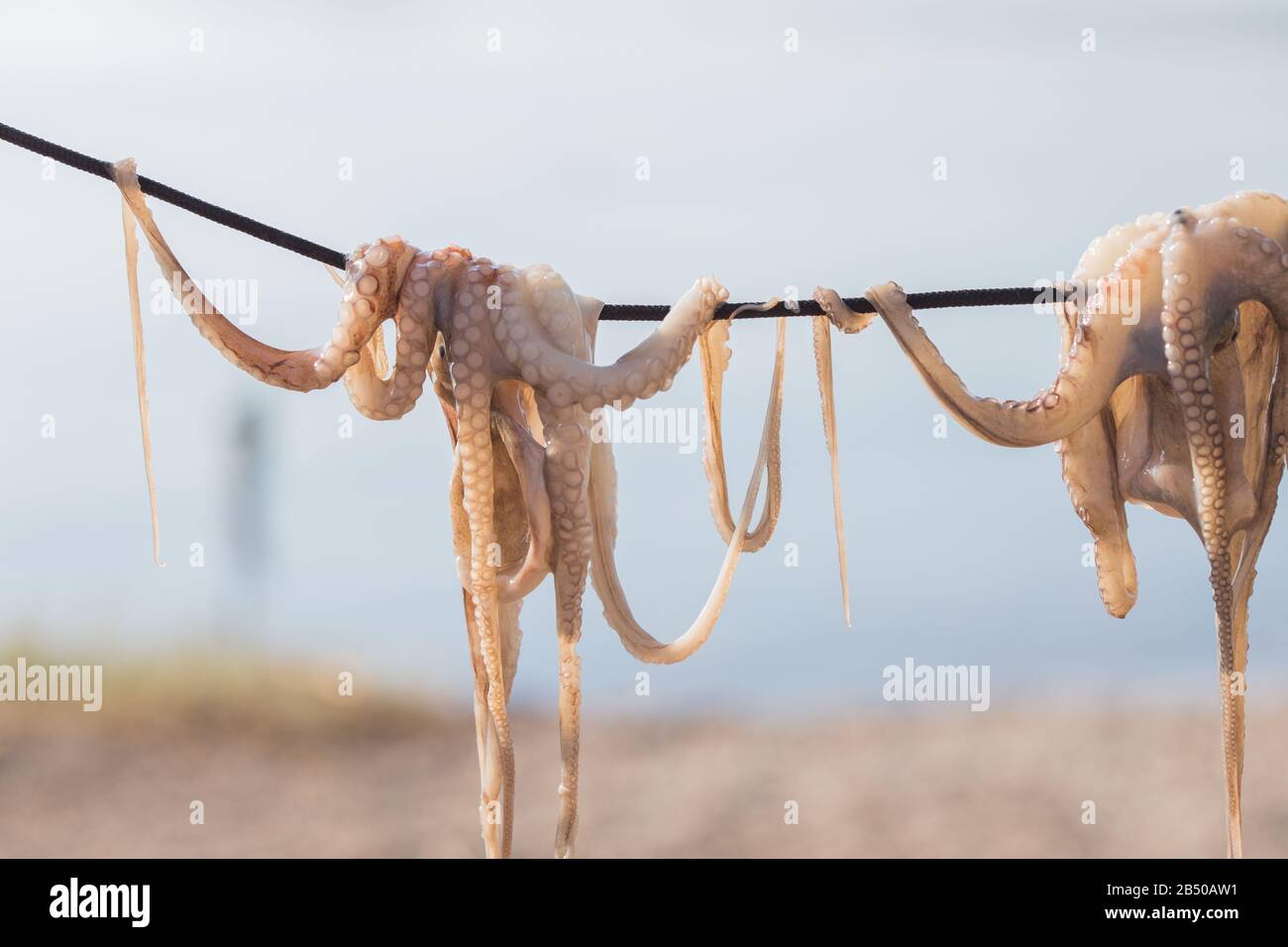 Traditional greek sea food - dry octopus. Greece Stock Photo - Alamy