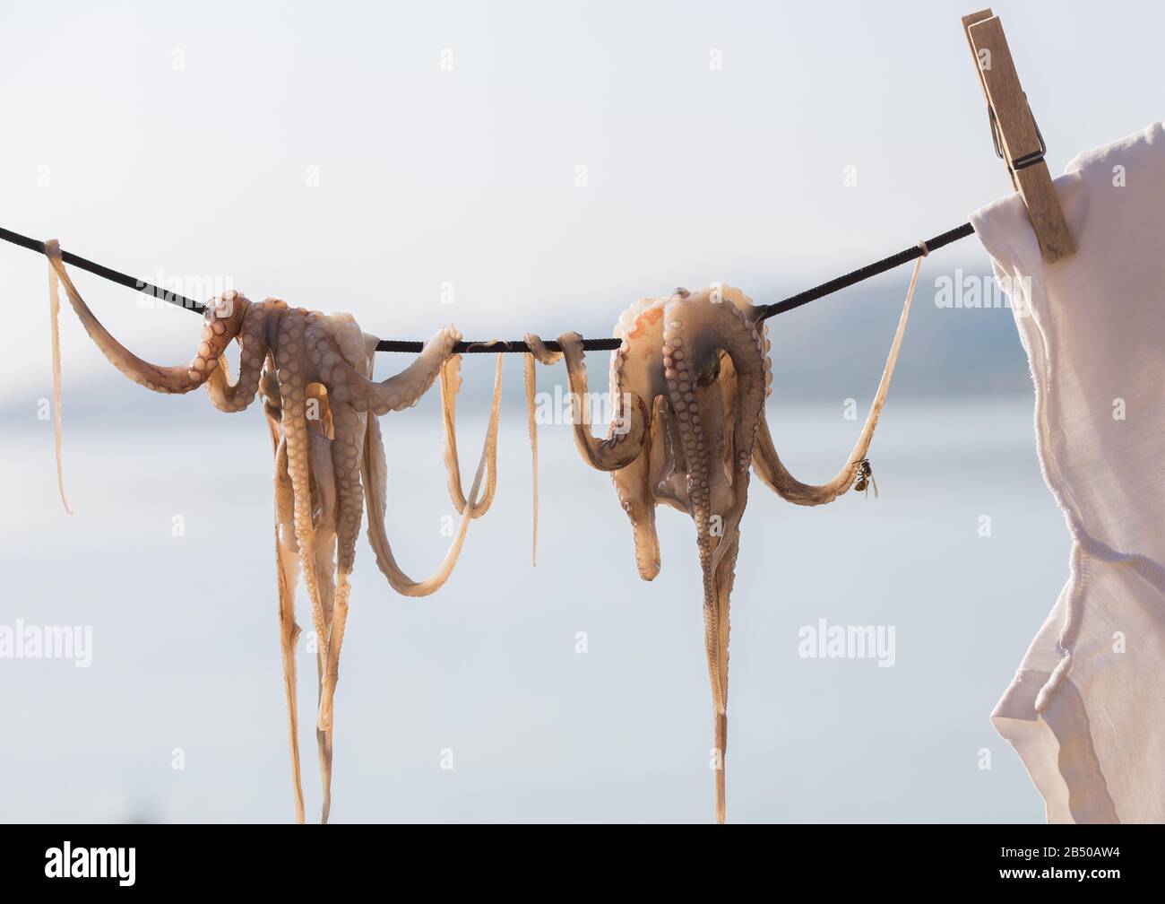 Traditional greek sea food - dry octopus. Greece Stock Photo - Alamy