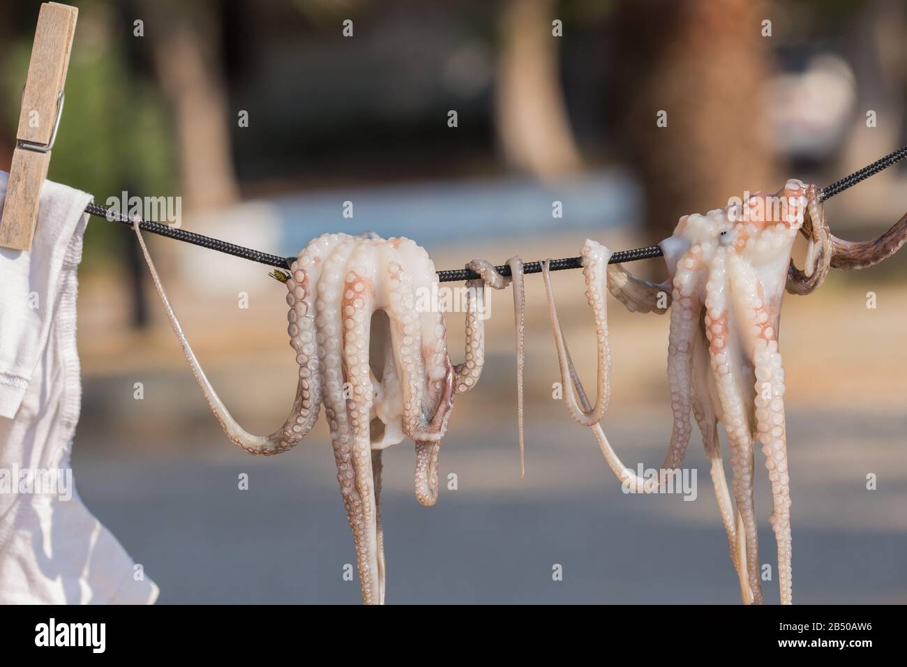 Traditional greek sea food - dry octopus. Greece Stock Photo - Alamy