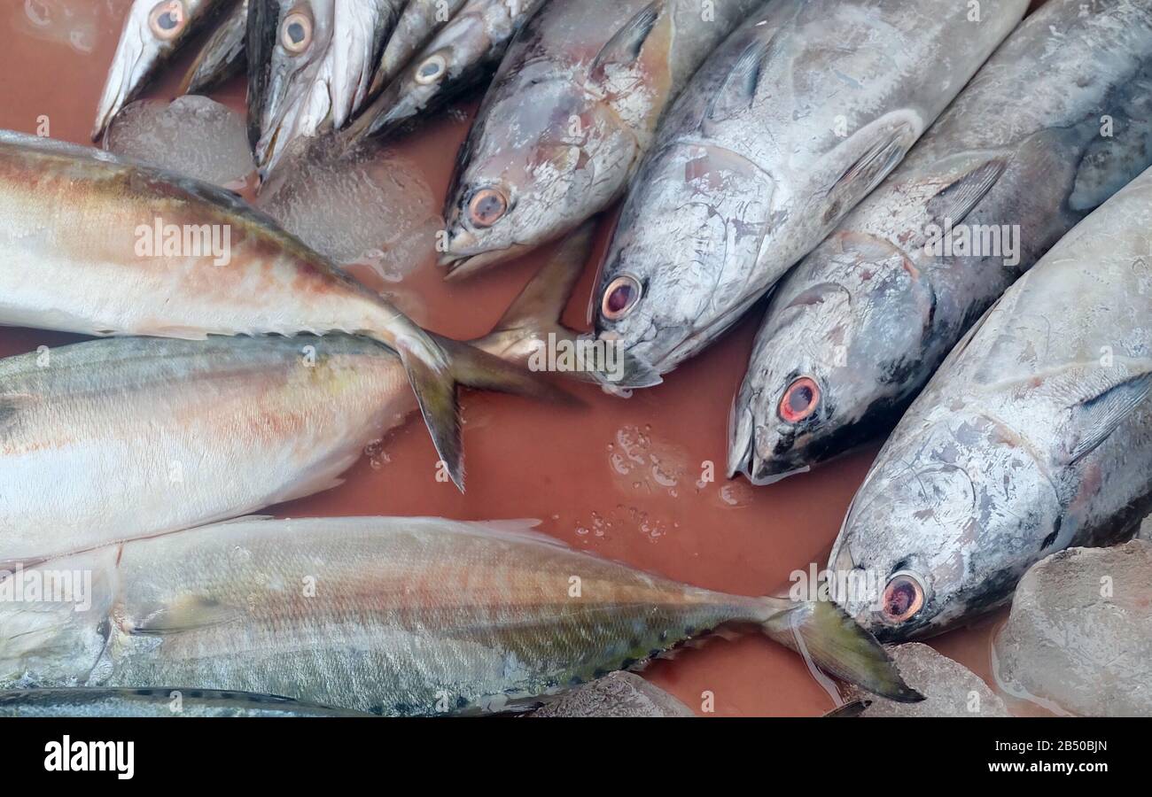 Fresh Spotted Tuna, Tonngol Tuna or Thunnus Tonggol with Mackerel Fish ...