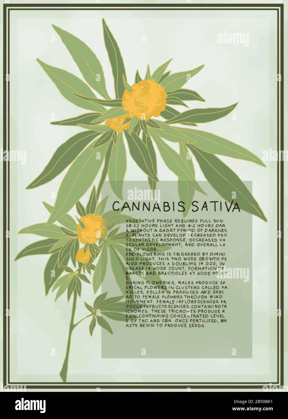 Antique botanical illustration of Cannabis Sativa plant. Vector art ...