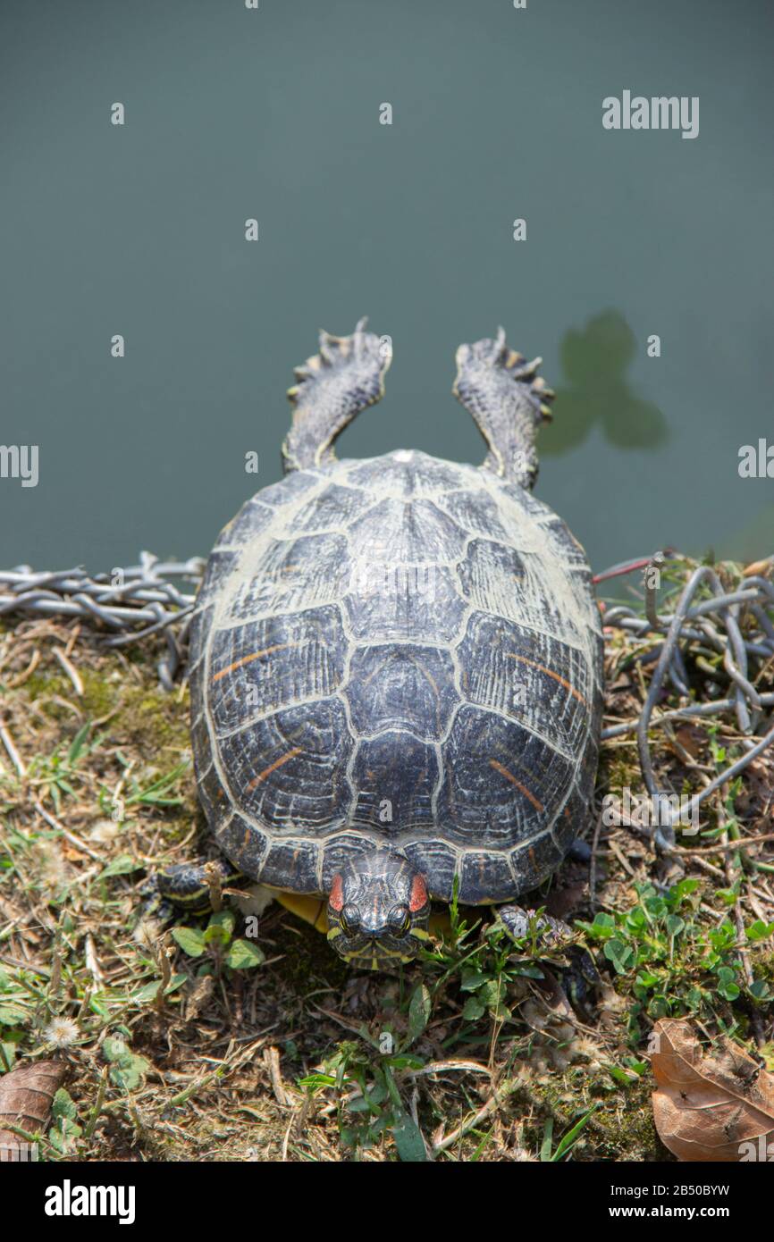 Red-eared turtle on the shore of the pond Stock Photo - Alamy