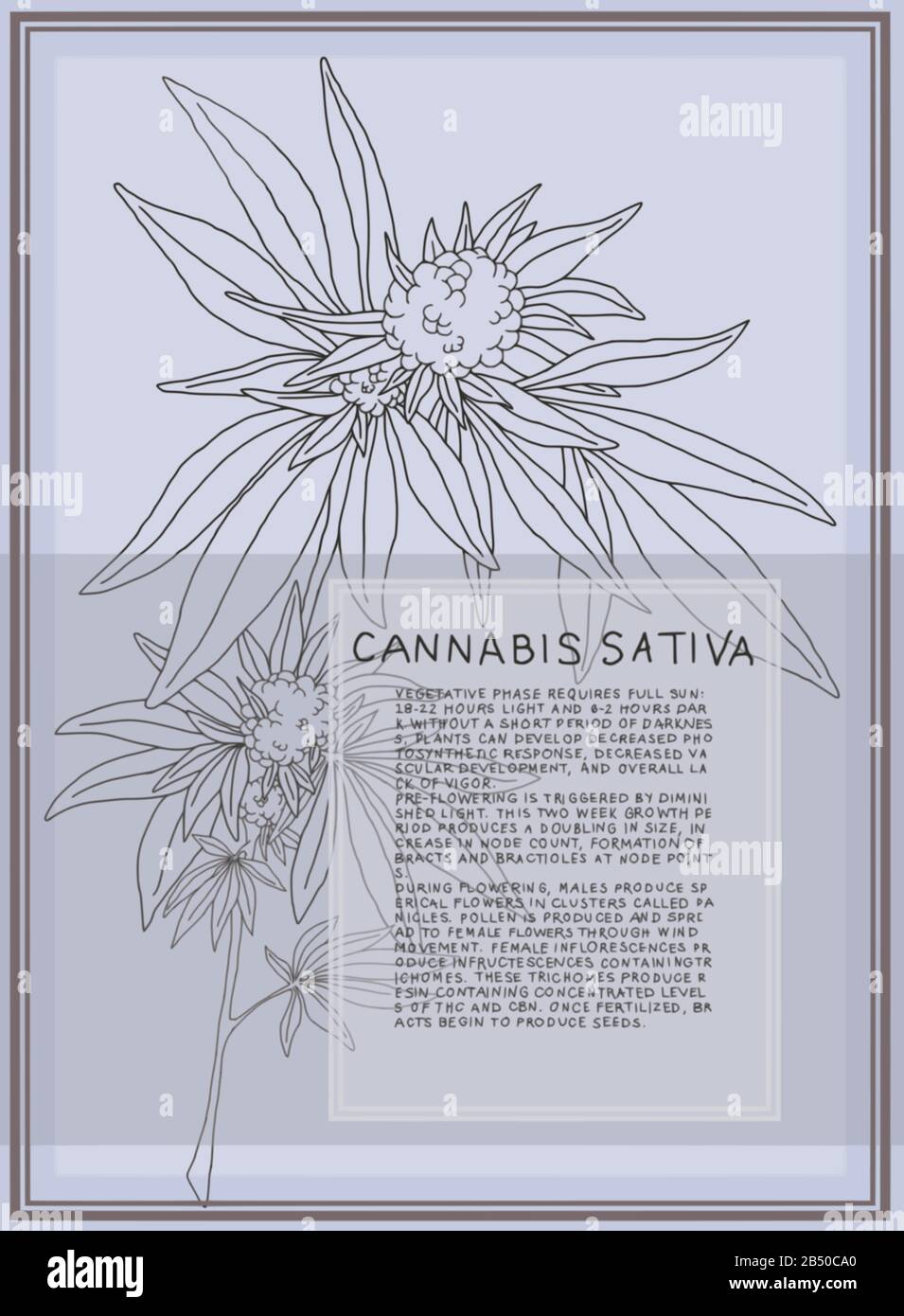 Antique botanical illustration of Cannabis Sativa plant. Vector art ...