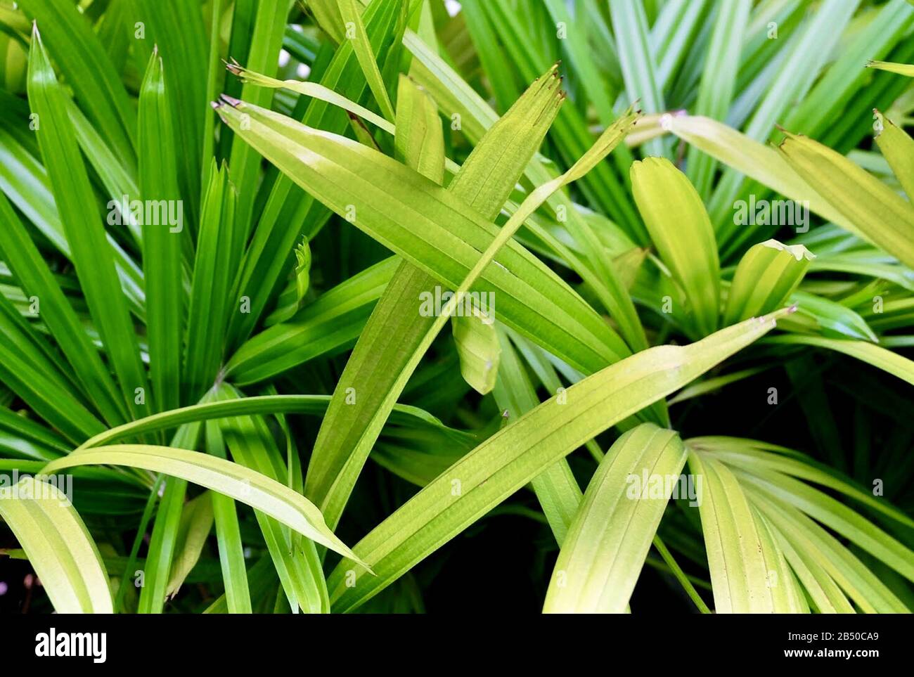 Green Bush of Lady Palm Tree or Rhapis Palm Plants in A Garden, A ...