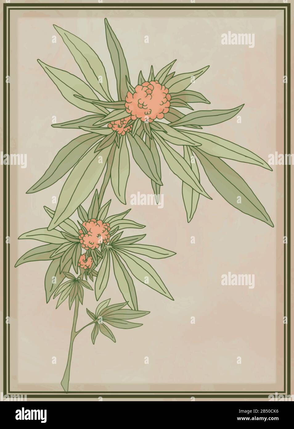 Antique botanical illustration of Cannabis Sativa plant. Vector art ...