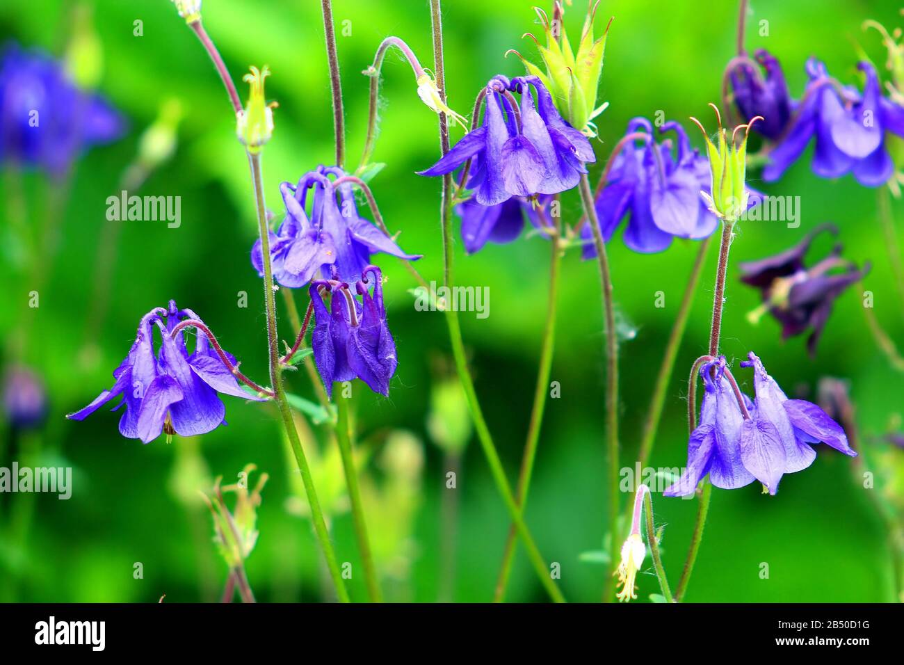 Bluebells in the garden Stock Photo - Alamy