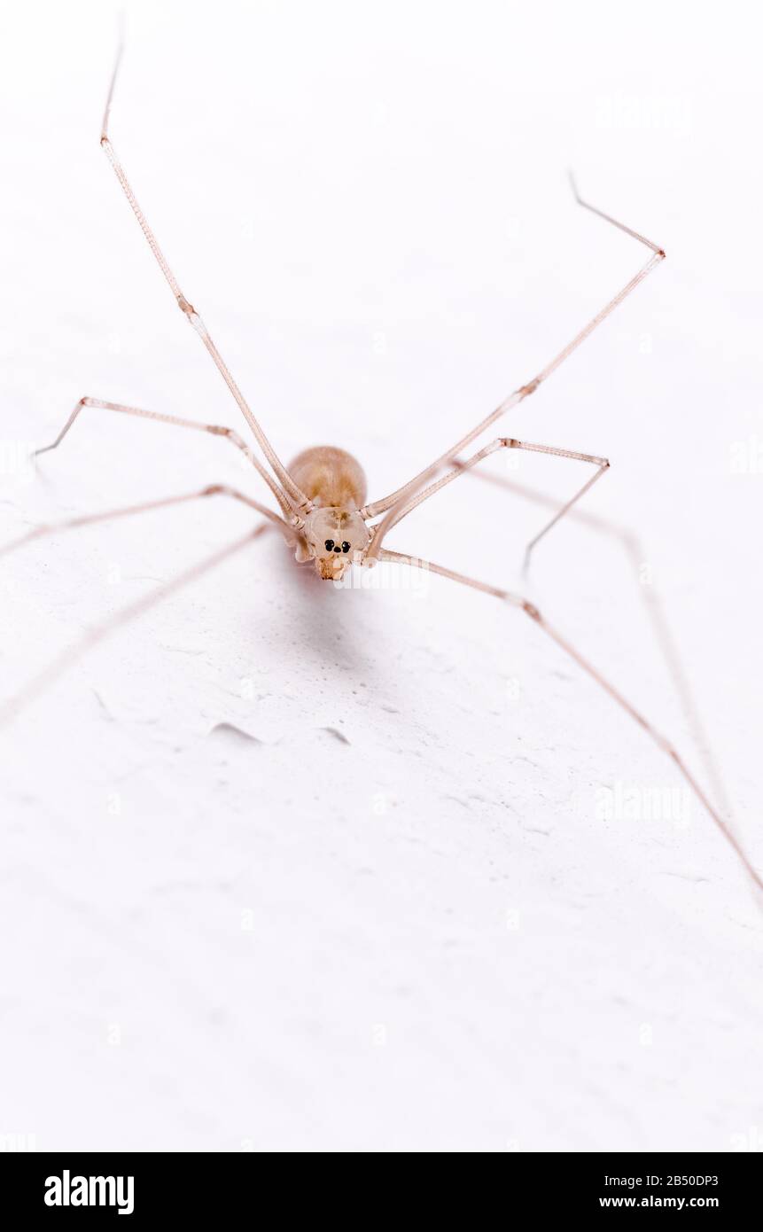 Daddy long legs spider pholcidae hi-res stock photography and images ...
