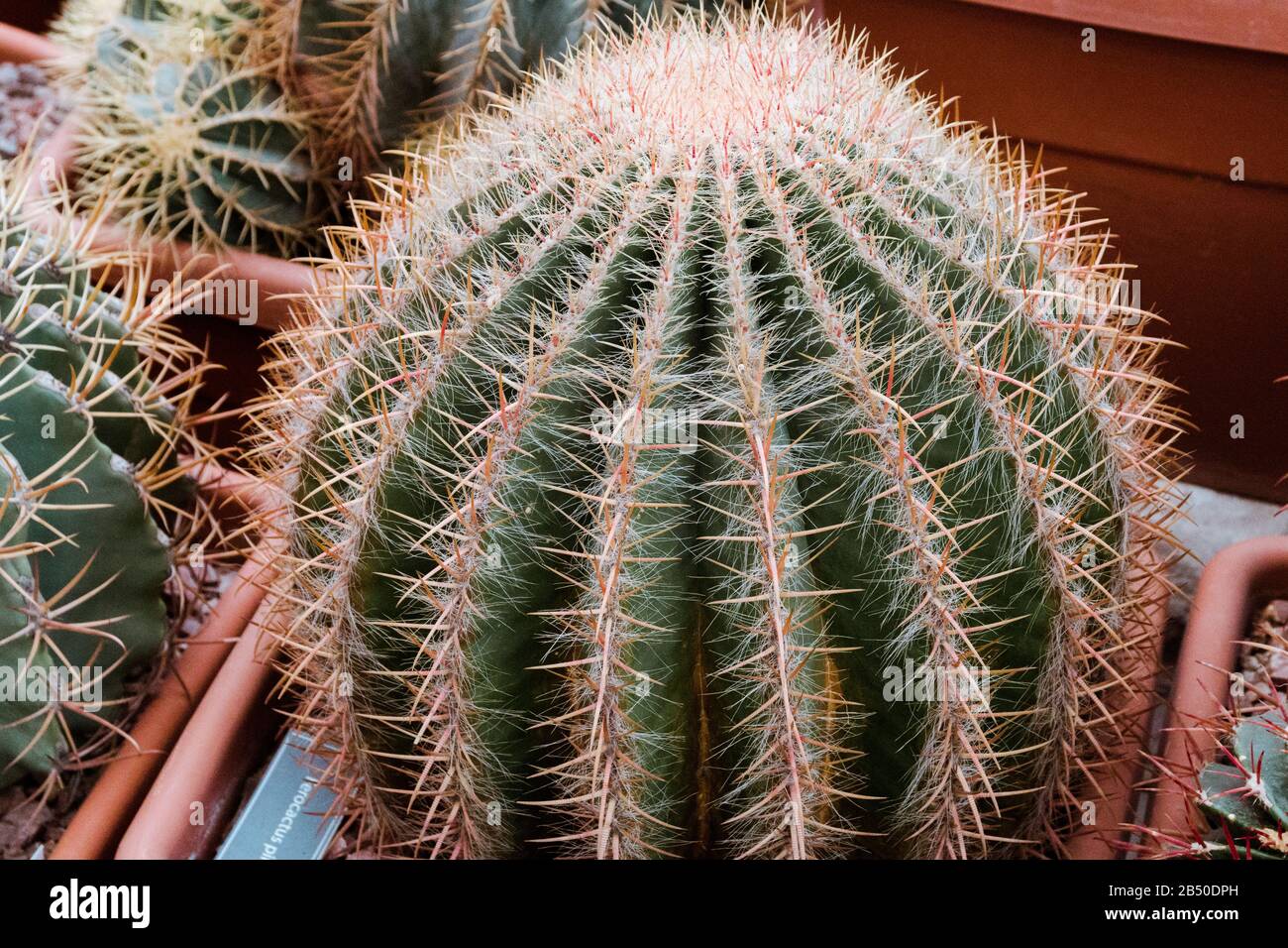 Various types of Cacti potted plant in a greenhouse green nature ...