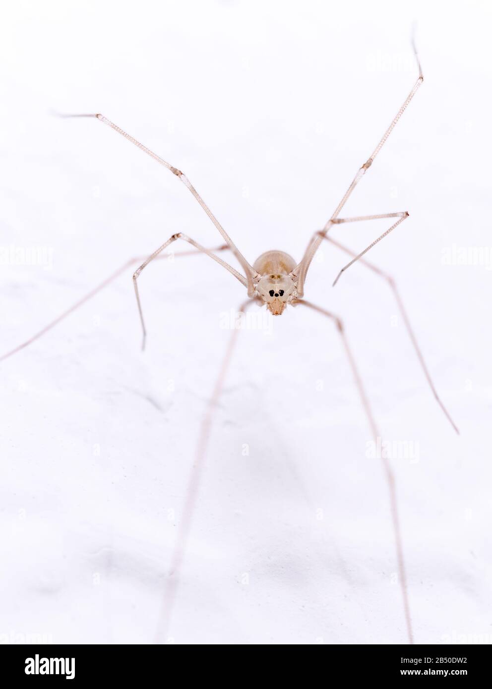 Granddaddy long legs hi-res stock photography and images - Alamy
