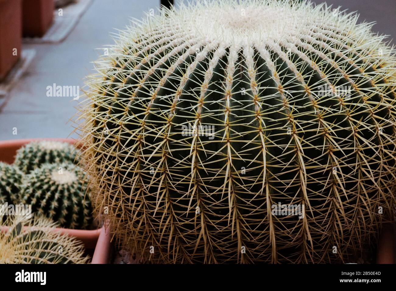 Various types of Cacti potted plant in a greenhouse green nature ...