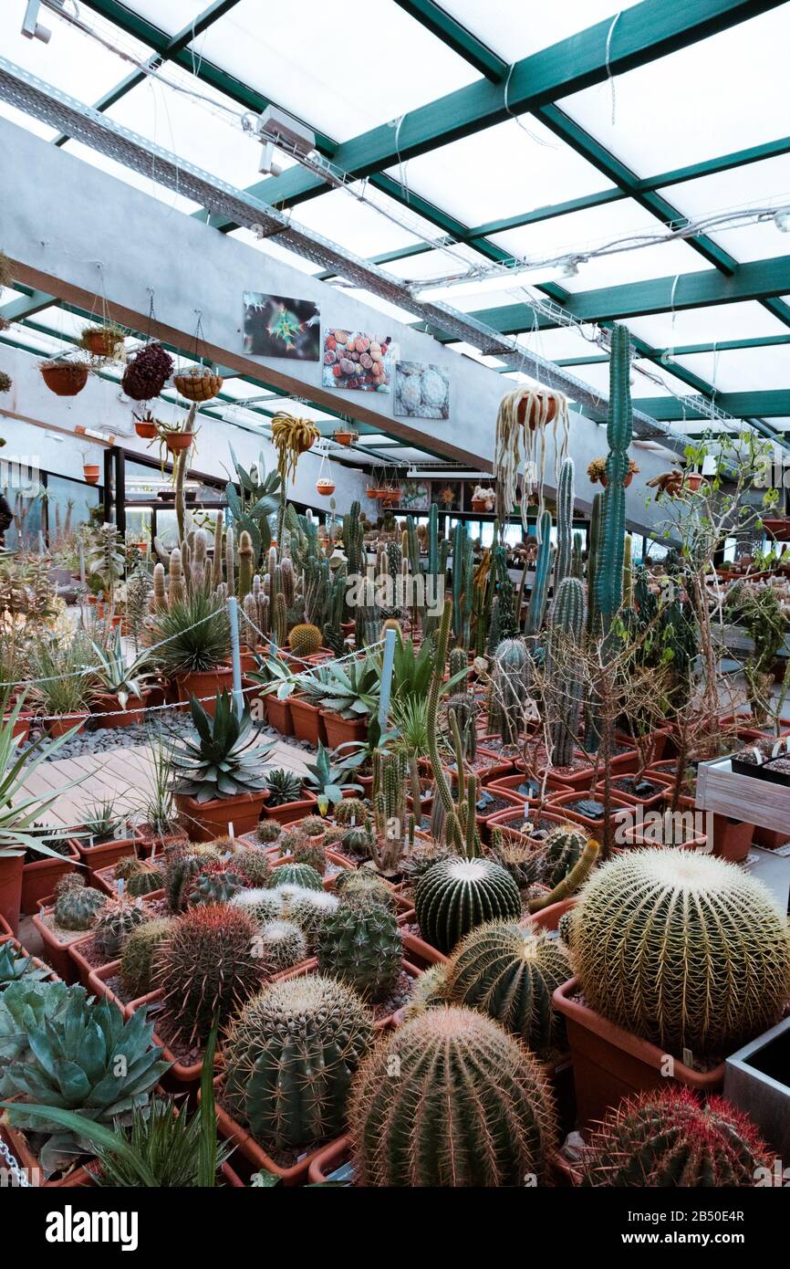 Various types of Cacti potted plant in a greenhouse green nature ...