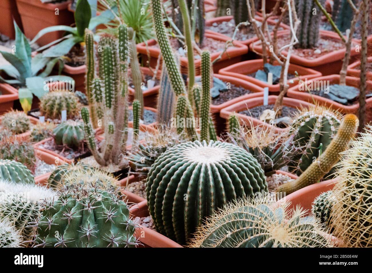 Various types of Cacti potted plant in a greenhouse green nature ...