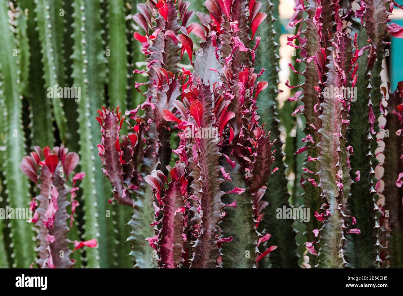 Various types of Cacti potted plant in a greenhouse green nature ...