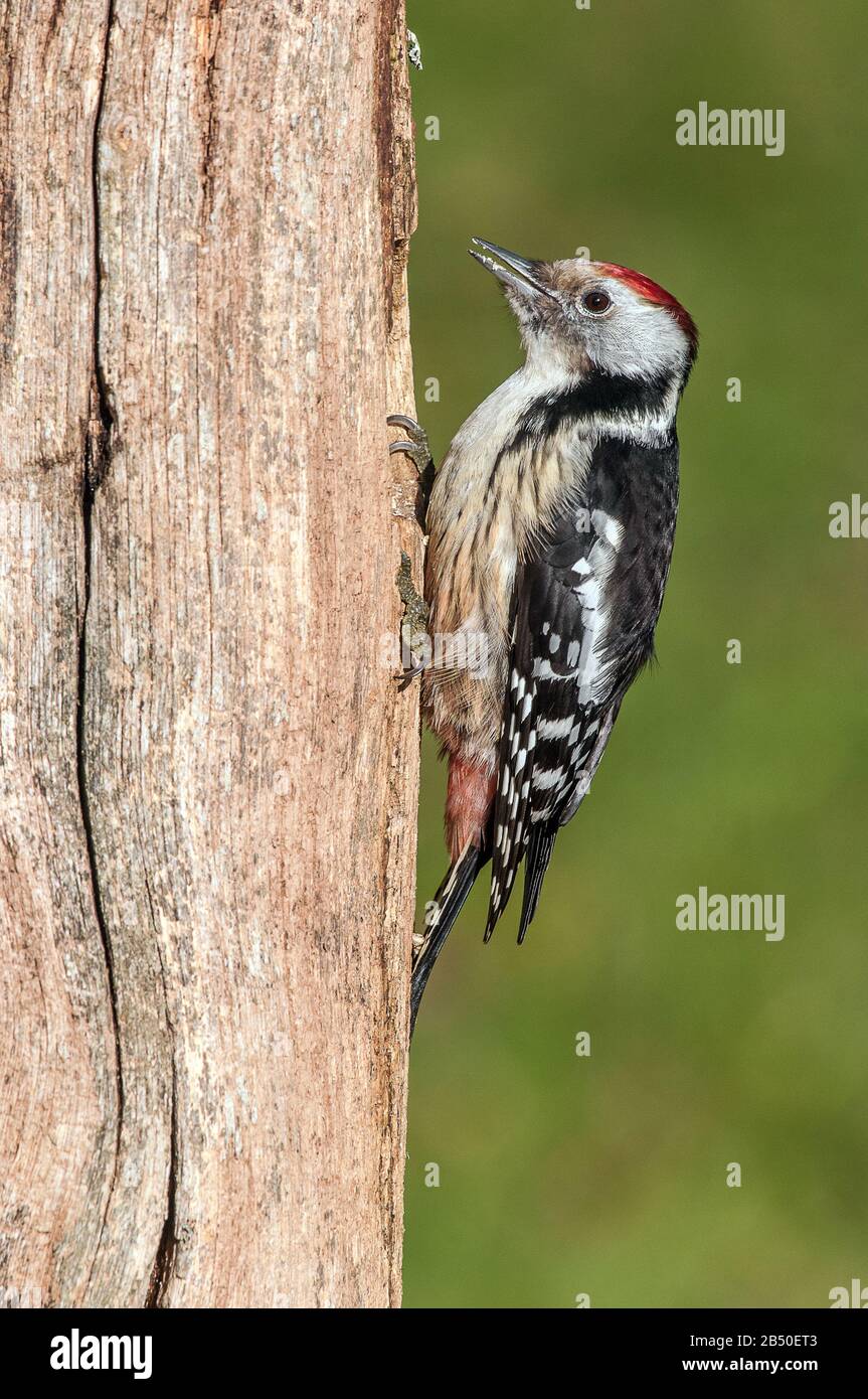 Grosser Buntspecht, (Dendrocopos major) Great Spotted Woodpecker, male ...