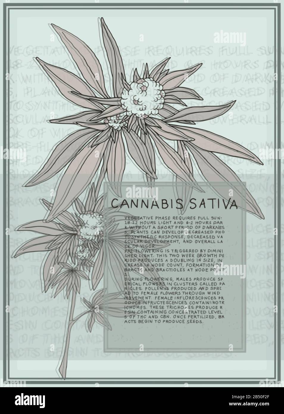 Antique botanical illustration of Cannabis Sativa plant. Vector art ...