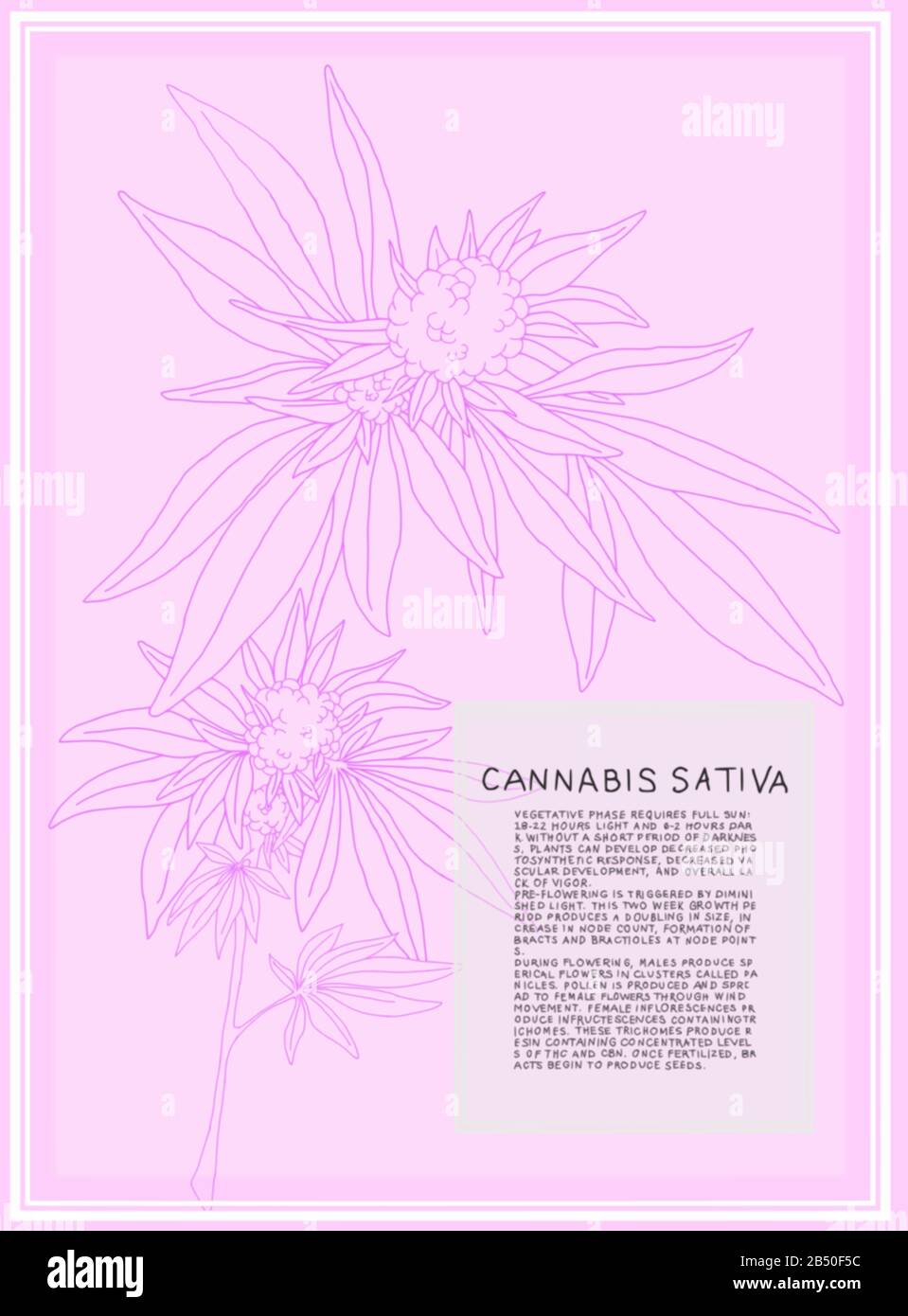Antique botanical illustration of Cannabis Sativa plant. Vector art ...