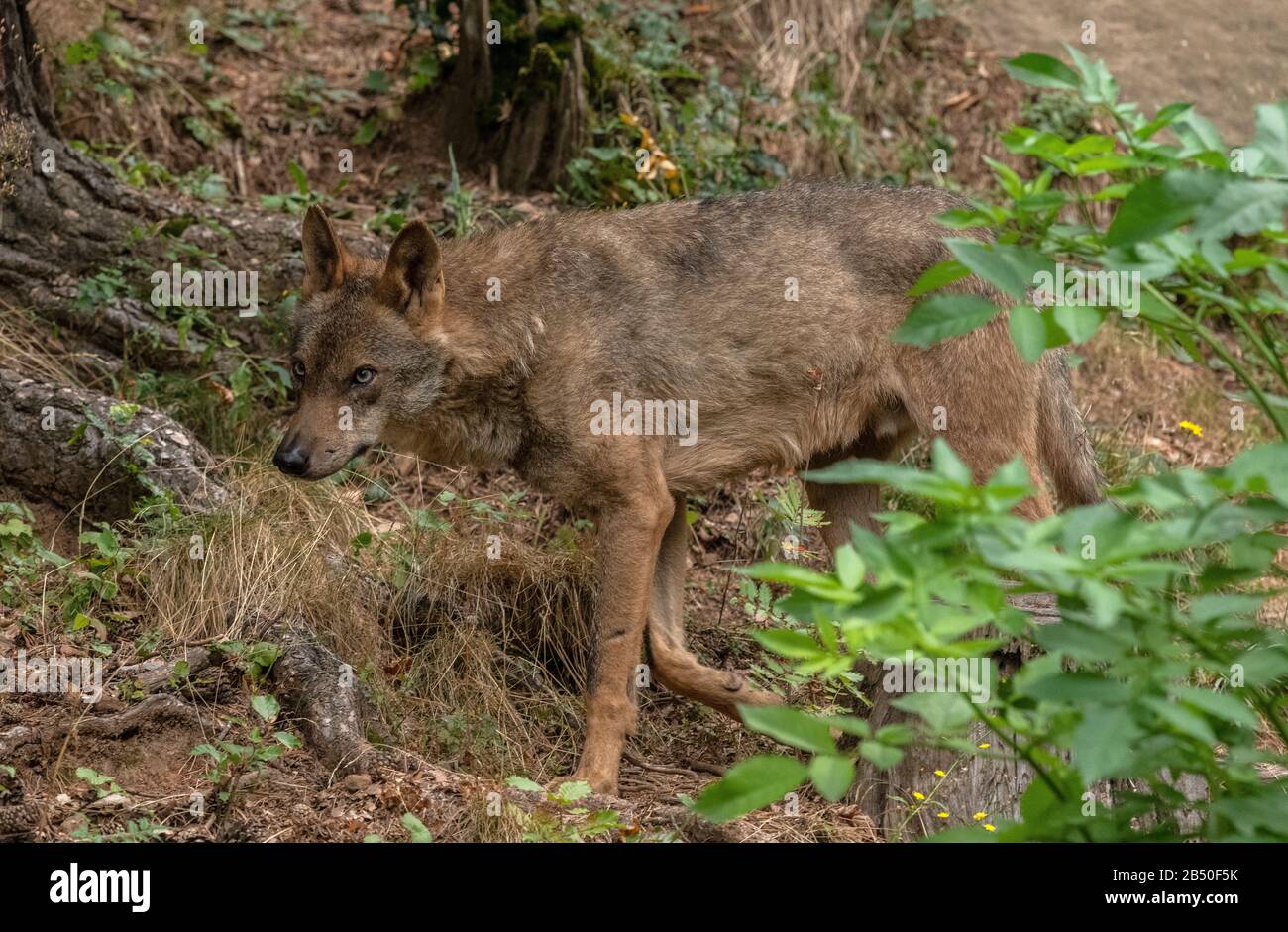 Eurasian wolf hi-res stock photography and images - Alamy