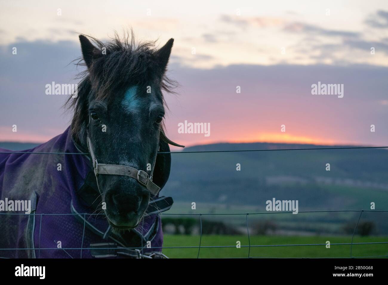 Horse at sunset Stock Photo - Alamy