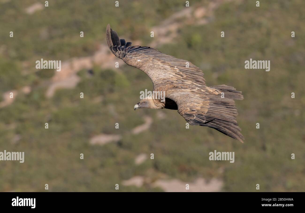 Vultures of the spanish pyrenees hi-res stock photography and images ...