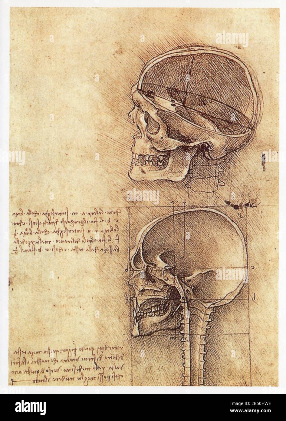 Leonardo da Vinci. Side view of the cranium. 1489 Stock Photo - Alamy