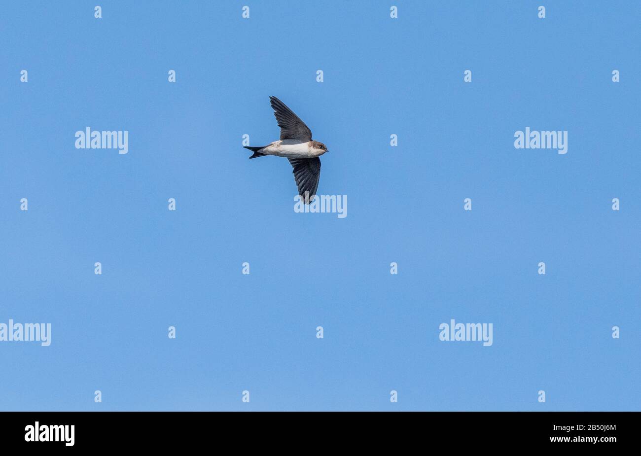 Juvenile house martin hi-res stock photography and images - Alamy