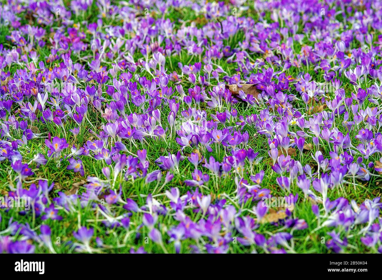Safran blume hi-res stock photography and images - Alamy