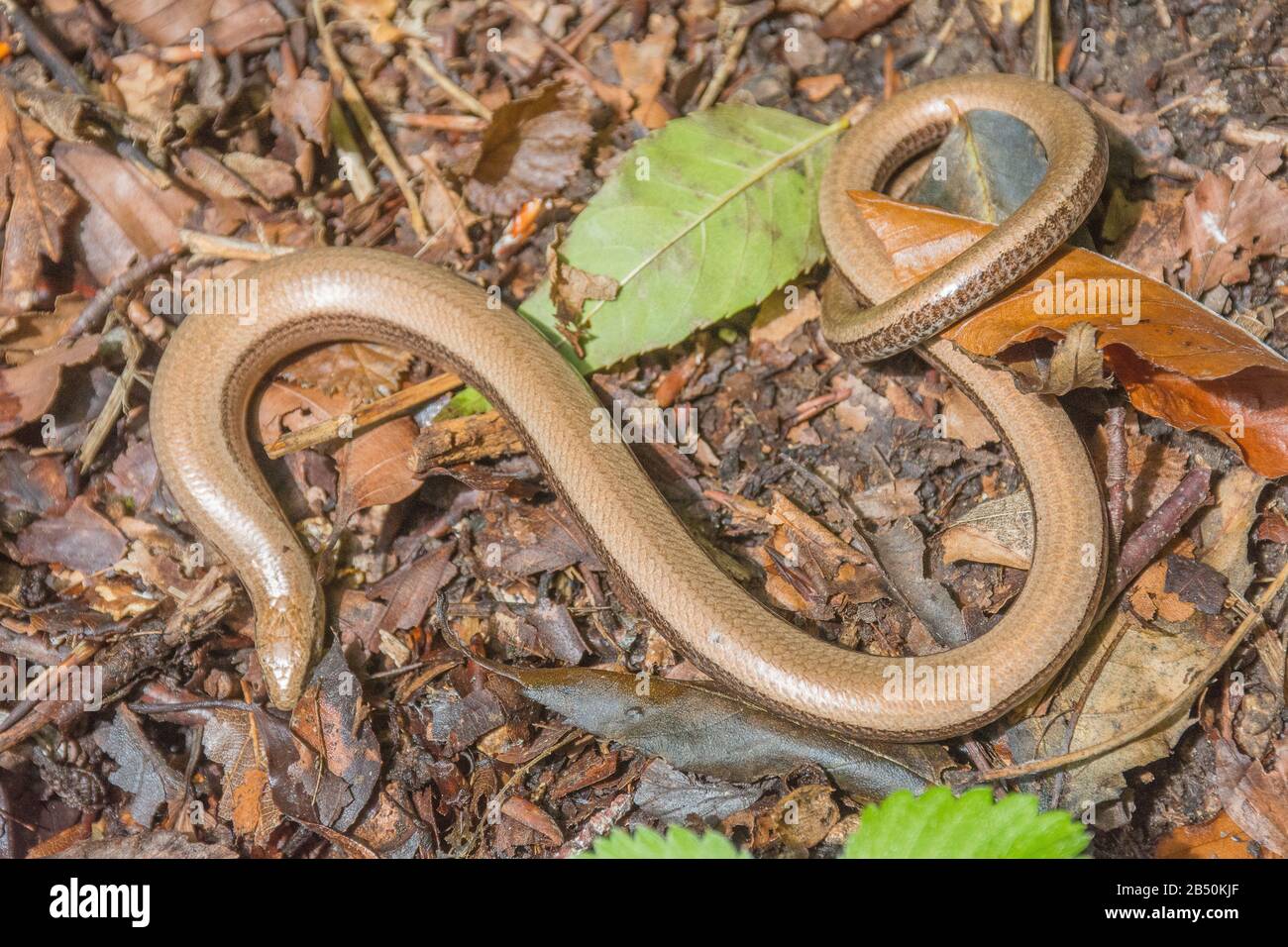Blindschleiche (Anguis fragilis) • Baden-Württemberg, Deutschland Stock ...