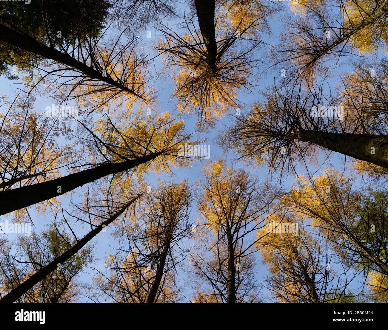 Tree canopy from below hi-res stock photography and images - Alamy