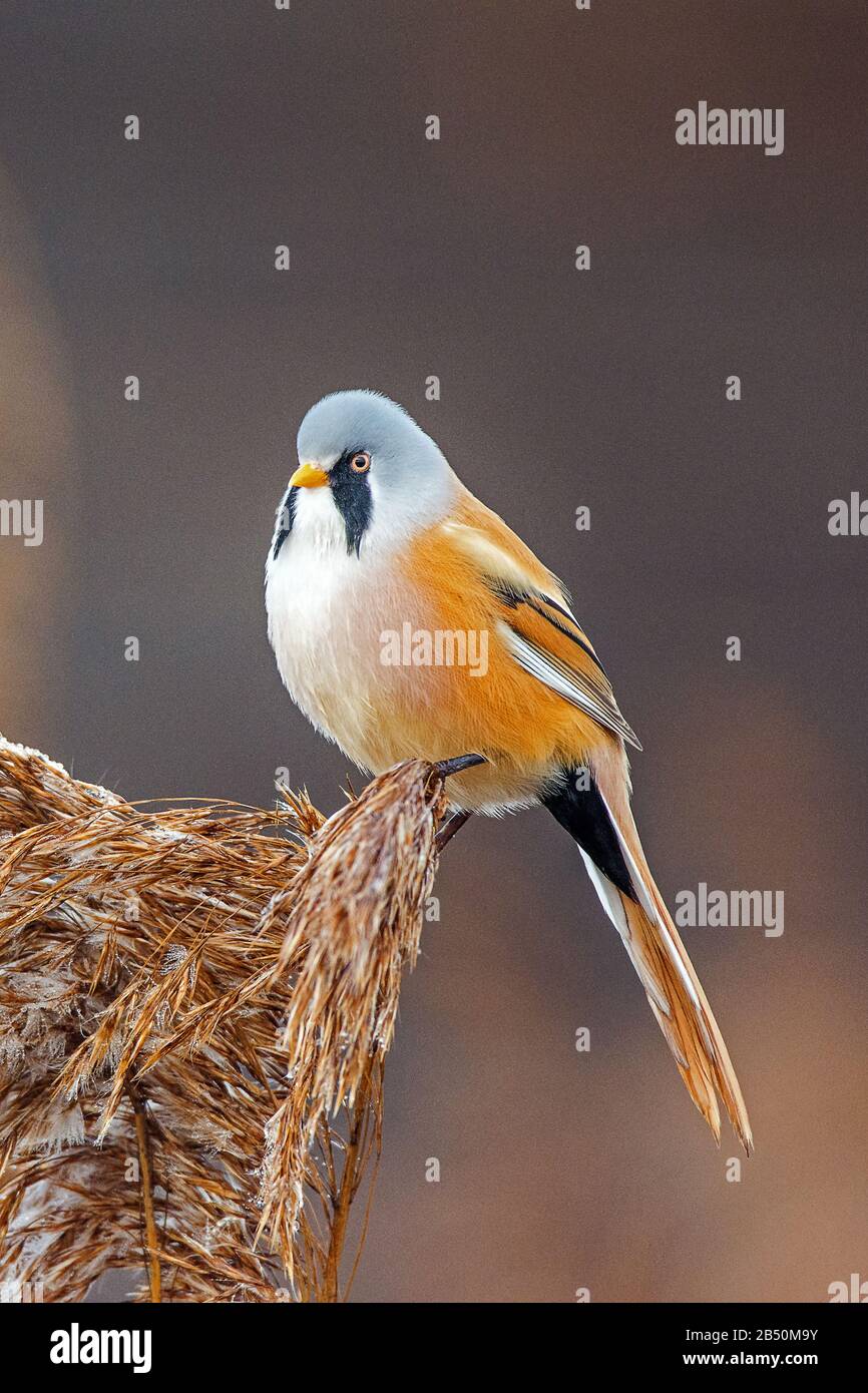 Bartmeise, Männchen (Panurus biarmicus) Bearded Tit, male • Baden ...