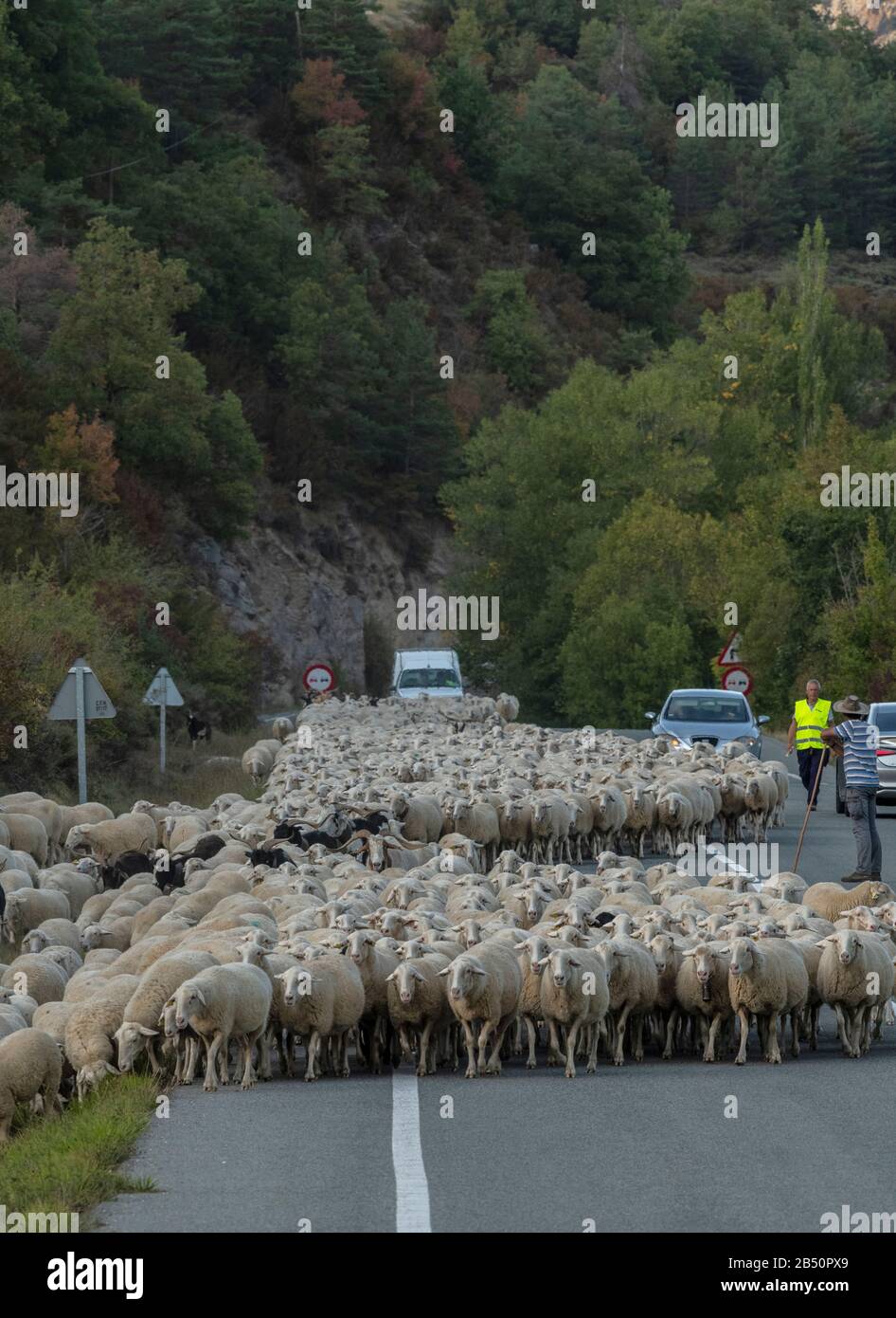 Large flock of sheep coming down from the Aragon Pyrenees in autumn ...